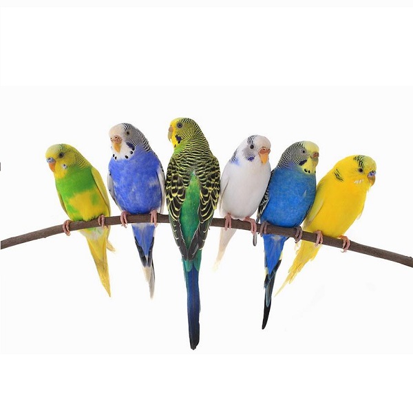 Купить волнистого попугая в Минске в зоомагазине